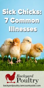 Sick Chicks: 7 Common Illnesses You May Encounter - Backyard Poultry